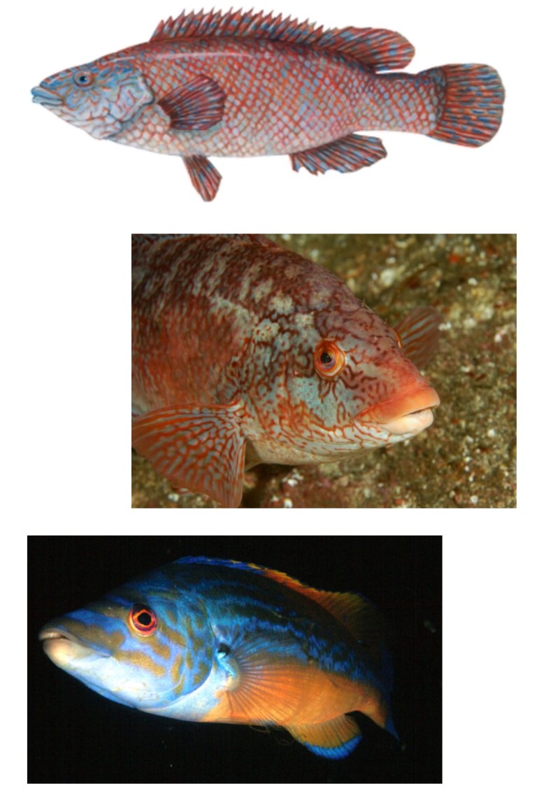 Wet Felted Fish….. | Lincs In Stitches